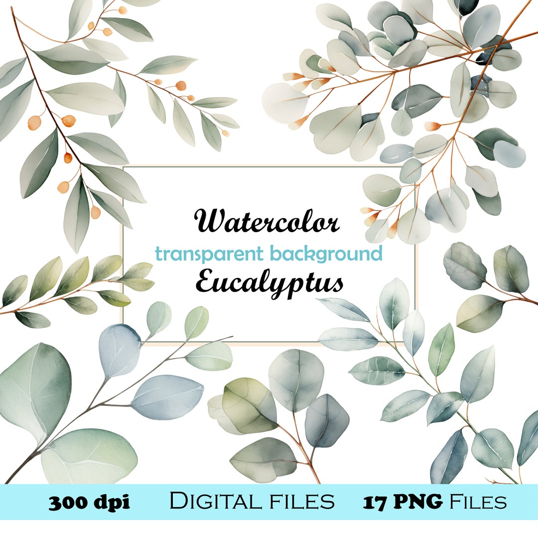 17 Png Watercolor Eucalyptus Png Leaves Clipart, Eucalyptus Shower ...
