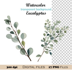 17 Png Watercolor Eucalyptus Png Leaves Clipart, Eucalyptus Shower ...