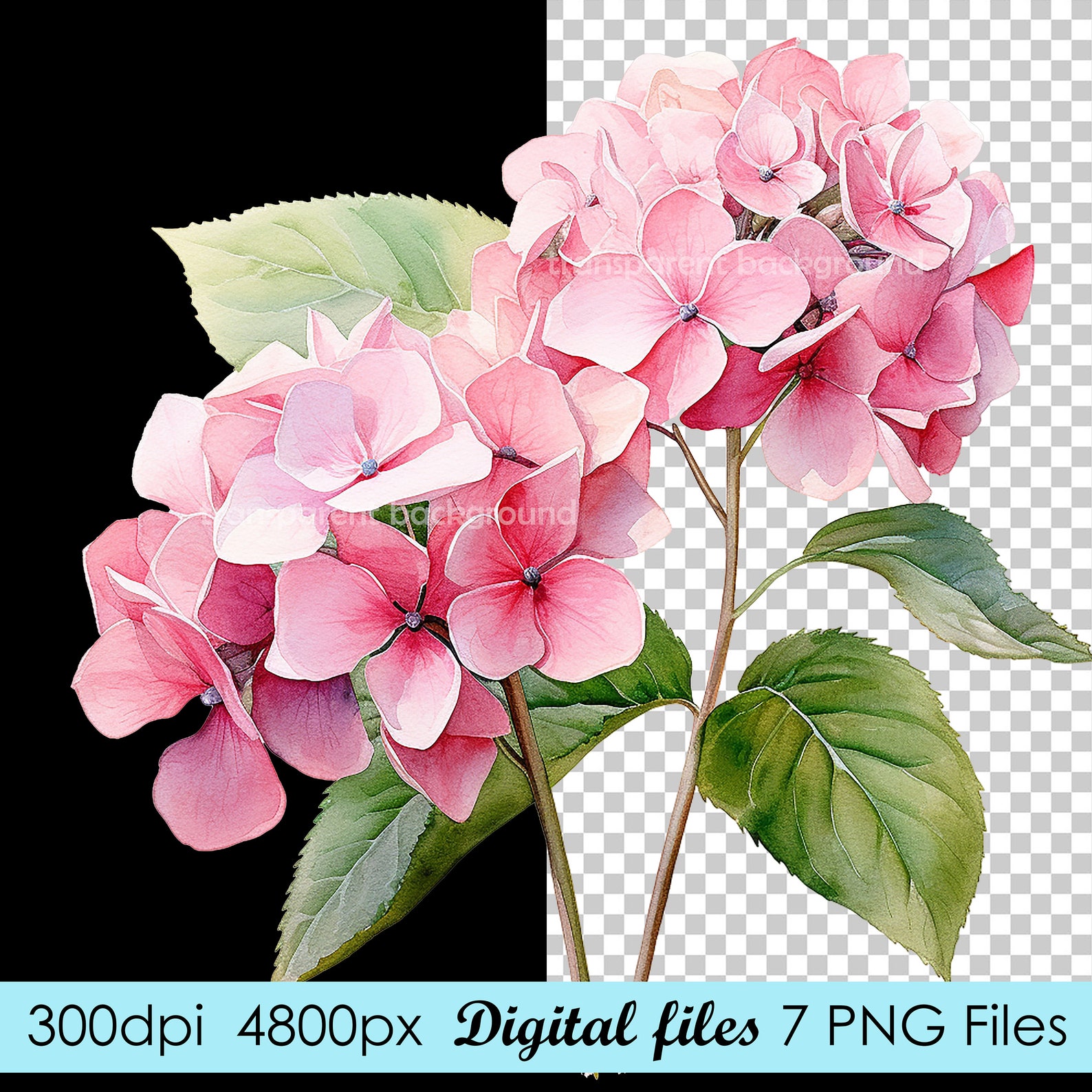 7 Hydrangea PNG JPG Clipart Hydrangea Watercolor Clipart, Pink Floral ...