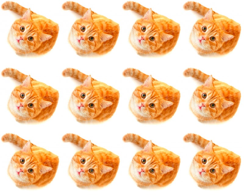 Orange Cats Birthday ~ Edible 2D Fondant Birthday Cake Side Toppers ...