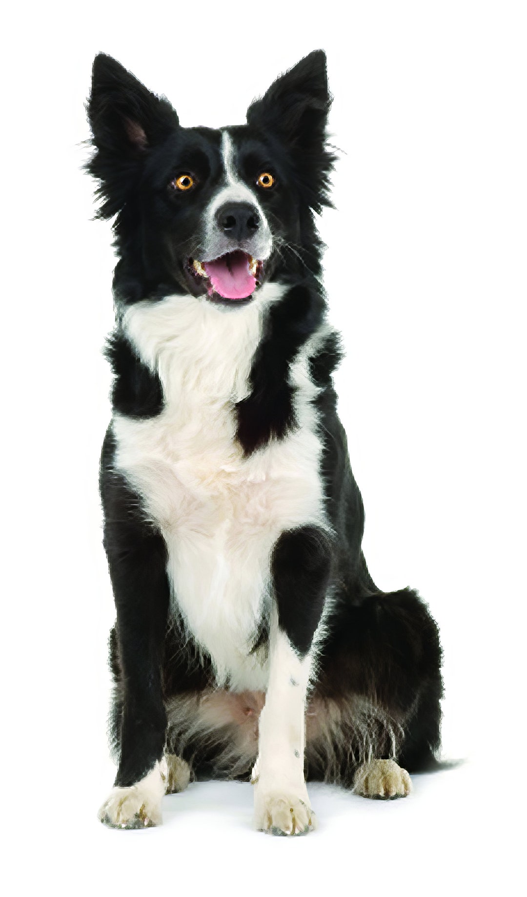 Border Collie Dog Birthday ~ Edible 2D Fondant Birthday Cake/cupcake ...