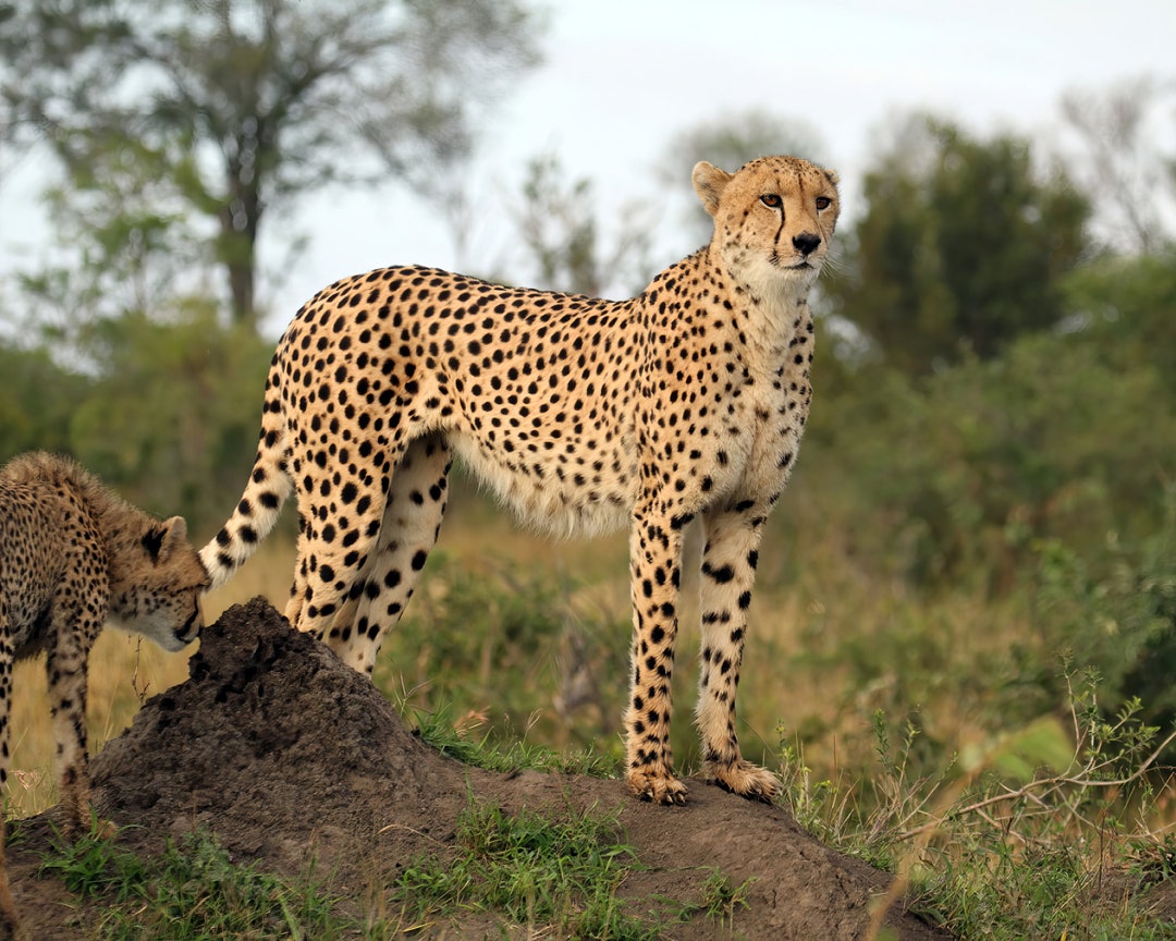 Cheetah ~ Edible 2D Fondant Birthday Cake/cupcake Topper ~ D21346 - Etsy