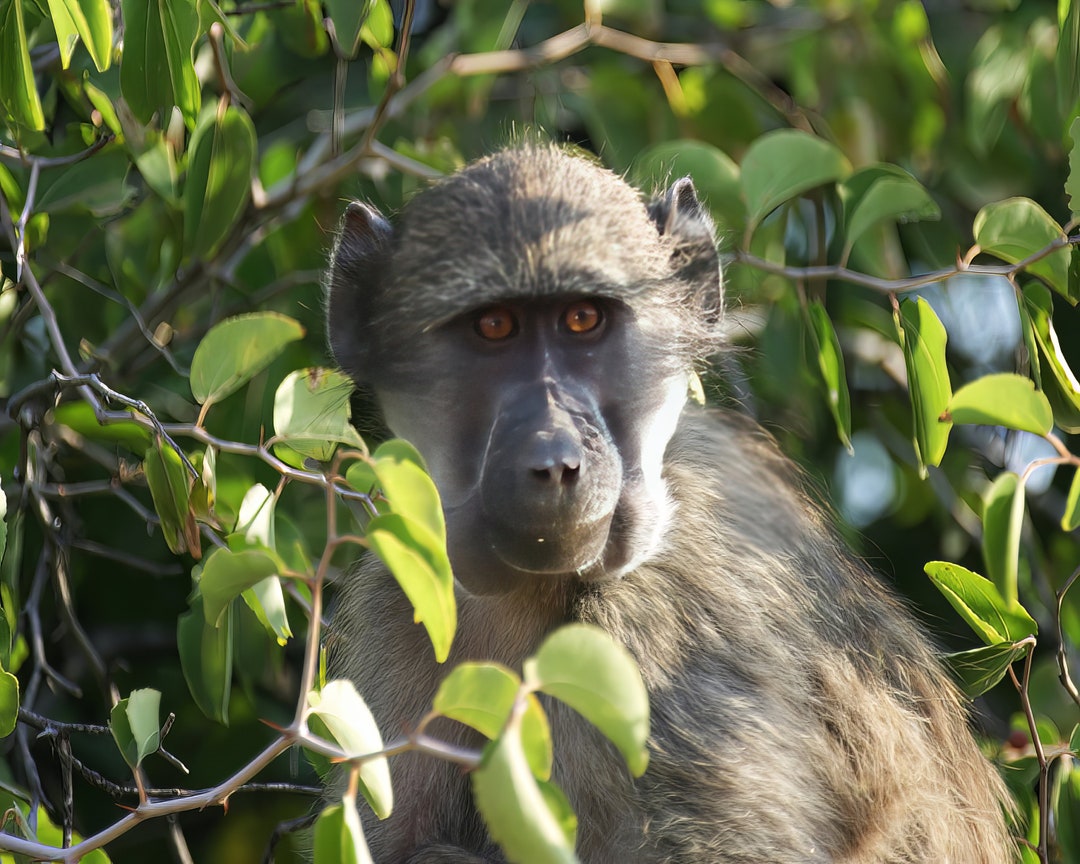 Jungle Baboon Safari Birthday ~ Edible 2D Fondant Birthday Cake/cupcake ...
