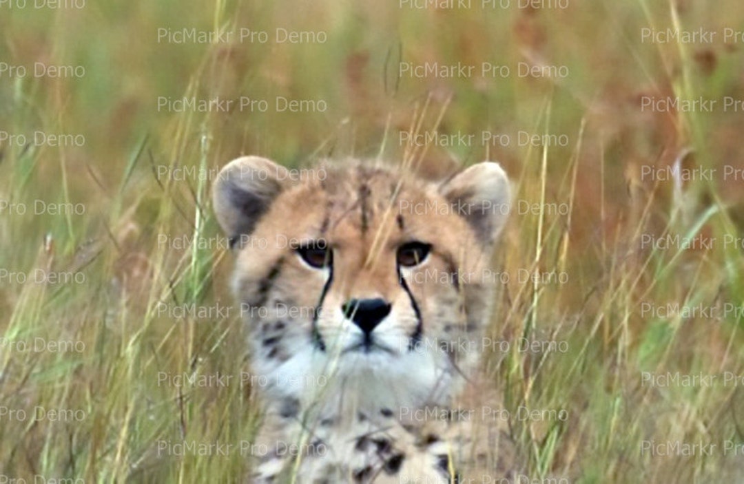 Young Cheetah Edible 2D Fondant Birthday Cake/cupcake Topper - Etsy