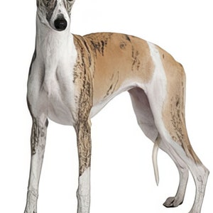 Whippet Dog Birthday ~ Edible 2D Fondant Birthday Cake/cupcake Topper ...