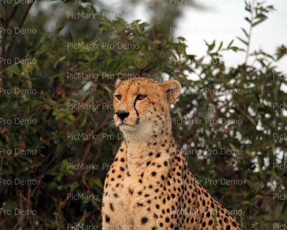 Cheetah Edible 2D Fondant Birthday Cake/cupcake Topper | Etsy