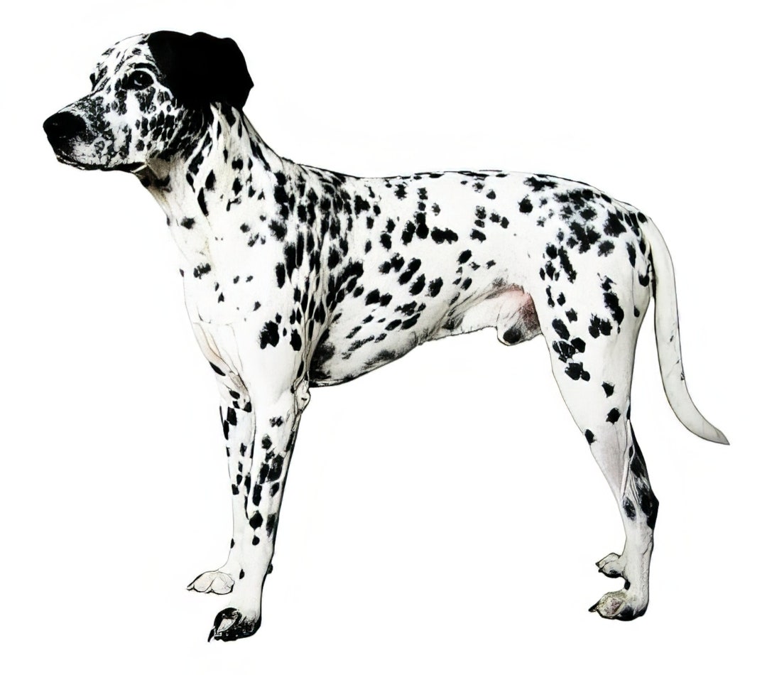Dalmation Dog Birthday ~ Edible 2D Fondant Birthday Cake/cupcake Topper ...