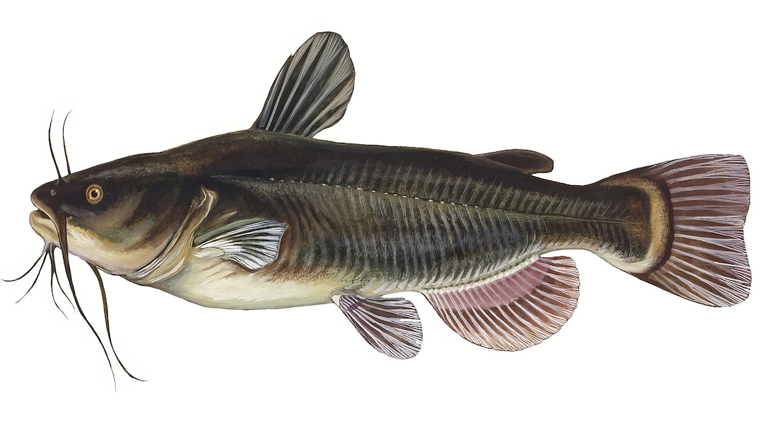 Ocean Life Catfish Birthday ~ Edible 2D Fondant Birthday Cake/cupcake ...