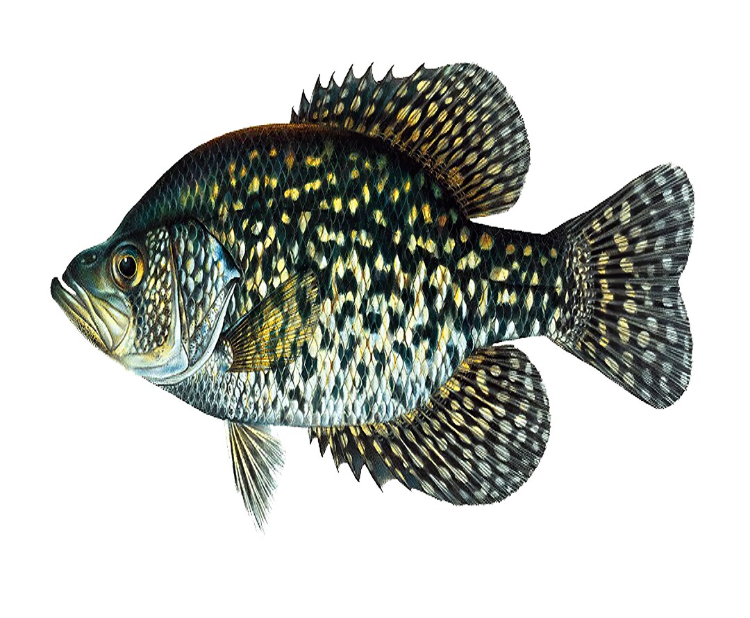 Ocean Life Crappie Birthday ~ Edible 2D Fondant Birthday Cake/cupcake ...