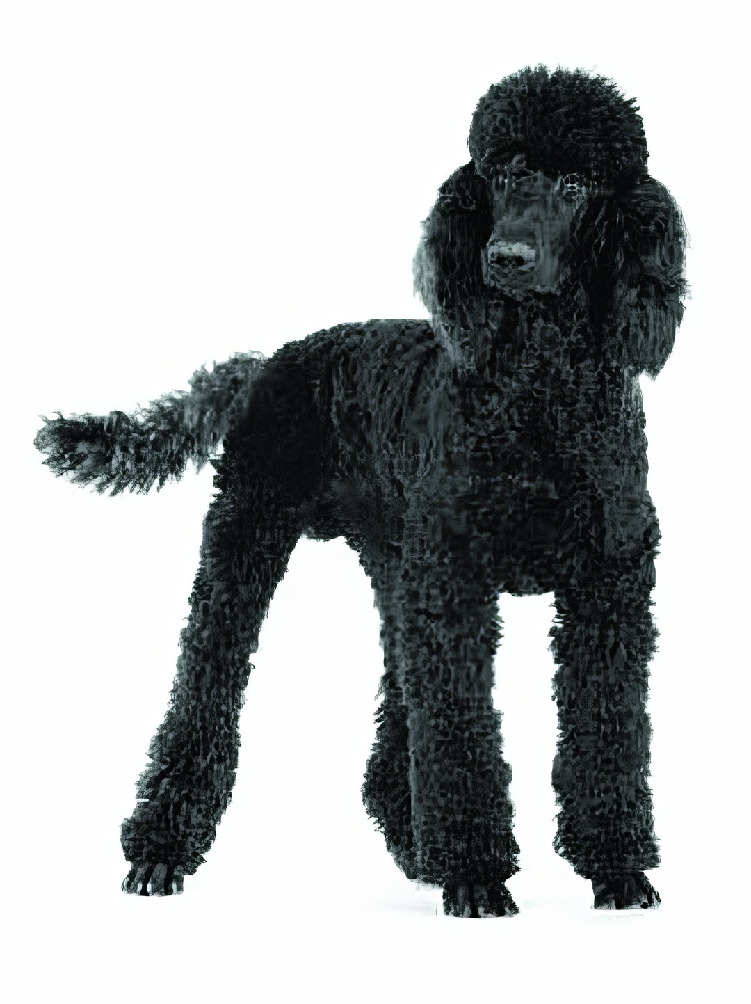 Standard Poodle Dog Birthday ~ Edible 2D Fondant Birthday Cake/cupcake ...