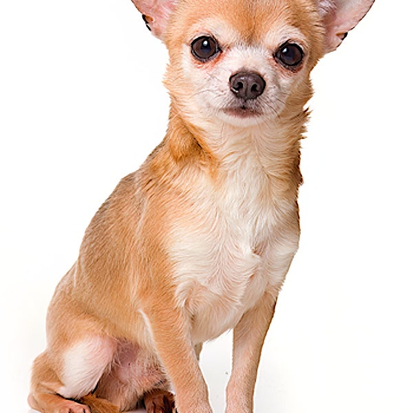 Chihuahua Cake - Etsy