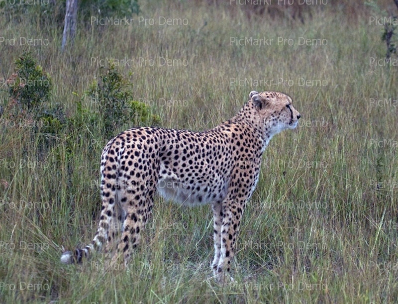 Cheetah Edible 2D Fondant Birthday Cake/cupcake Topper | Etsy