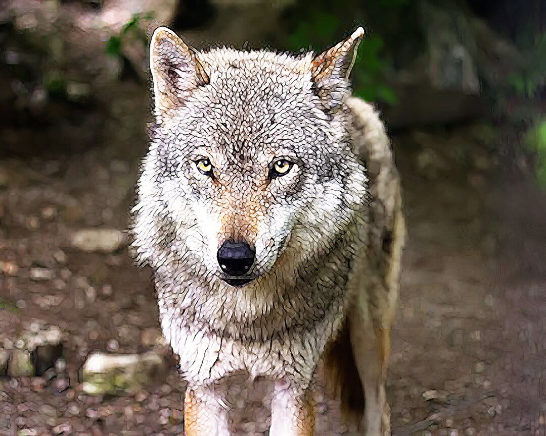 Wolf Birthday ~ Edible 2D Fondant Birthday Cake/cupcake Topper ~ D22004 ...