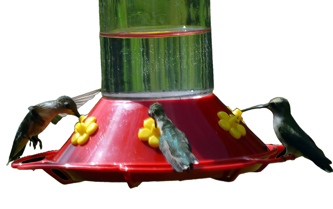 Hummingbird Feeder Birthday Party - Edible Cake and Cupcake Topper for ...