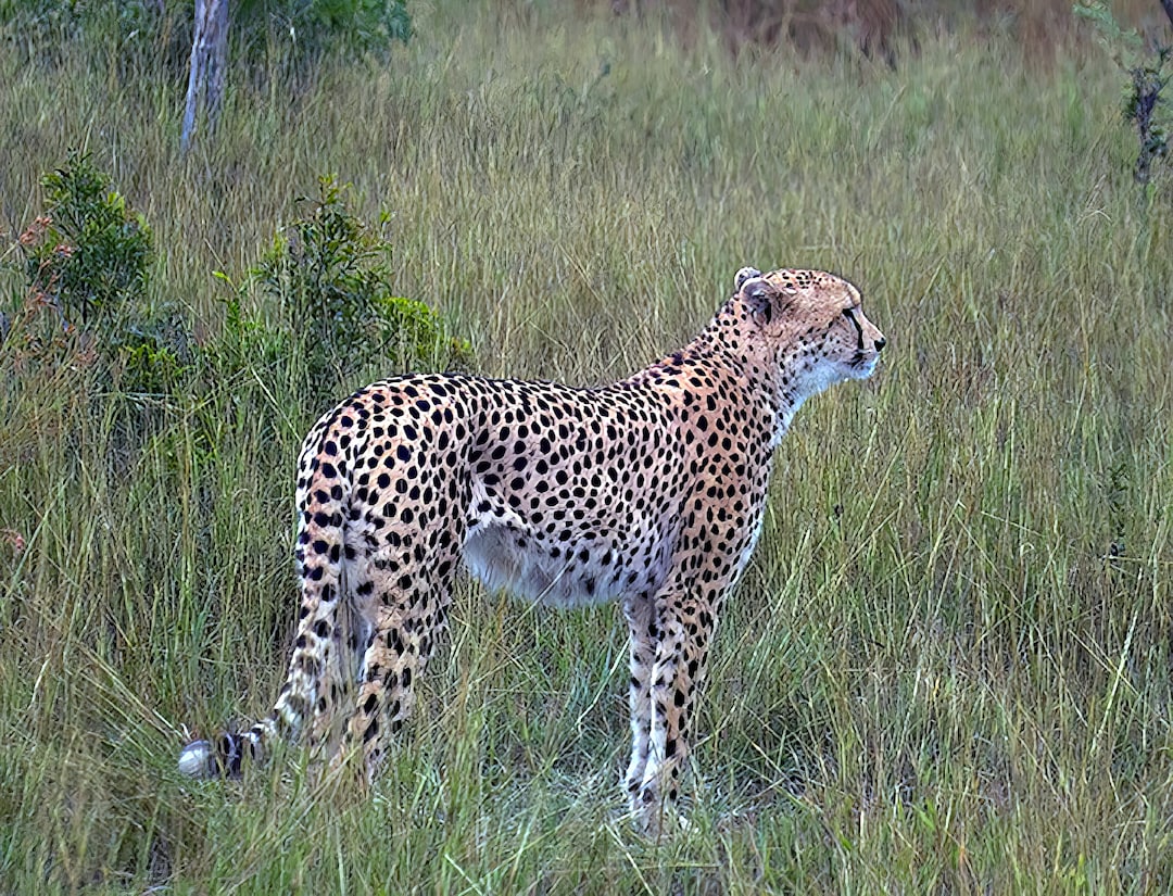 Cheetah ~ Edible 2D Fondant Birthday Cake/cupcake Topper ~ D20939 - Etsy