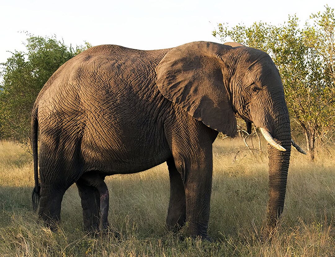 Elephant Full View ~ Edible 2D Fondant Birthday Cake/cupcake Topper ...