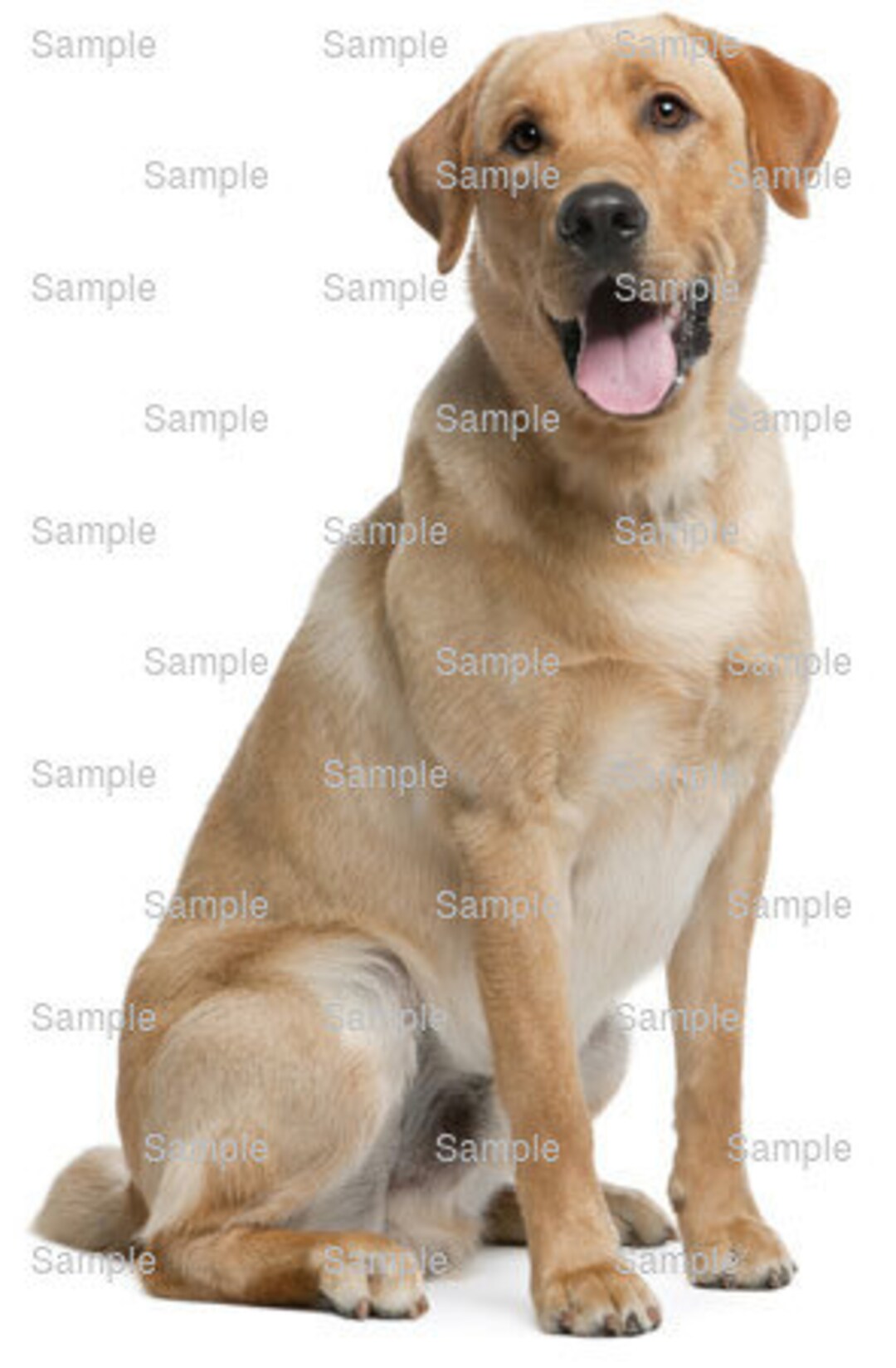 Yellow Labrador Retriever Dog Birthday Edible 2D Fondant - Etsy