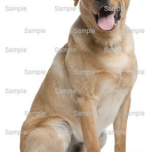 Yellow Labrador Retriever Dog Birthday Edible 2D Fondant | Etsy