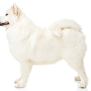 Samoyed ~ Edible 2D Fondant Birthday Cake/cupcake Topper ~ D20807 - Etsy