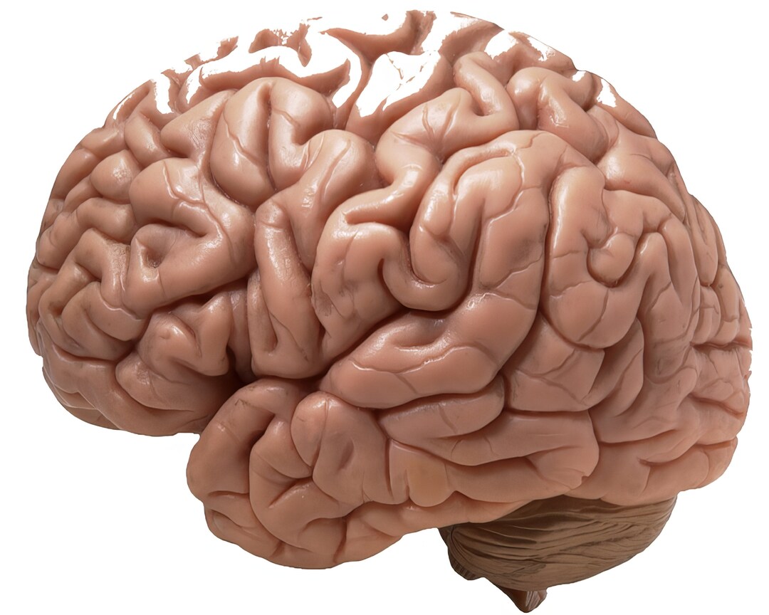 Human Brain Birthday ~ Edible 2D Fondant Birthday Cake/cupcake Topper ...