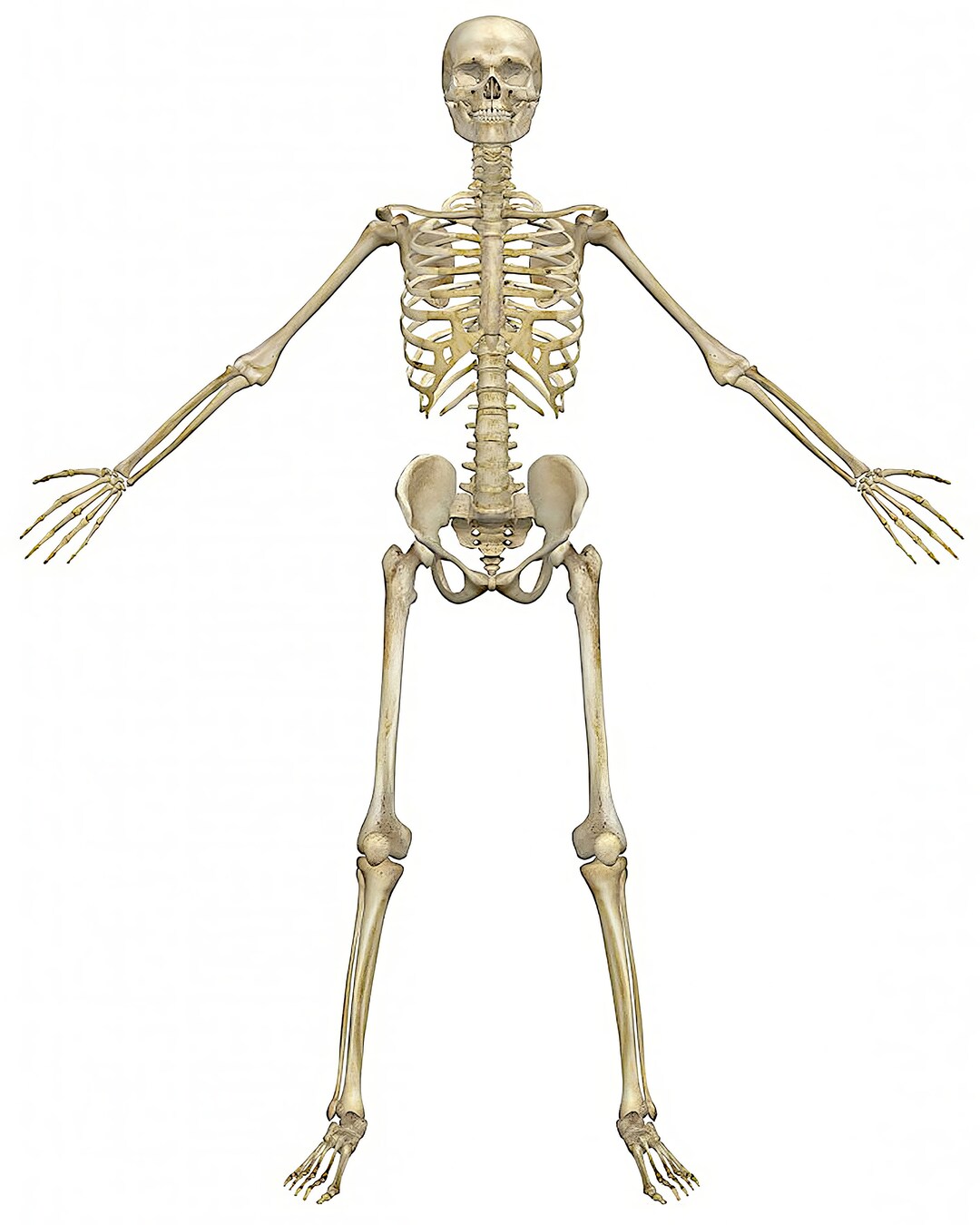 Skeleton Halloween ~ Edible 2D Fondant Birthday Cake/cupcake Topper ...