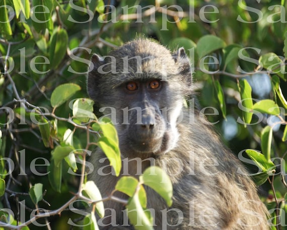 Animals - Art of Eric Gunty Edible Cake Toppers