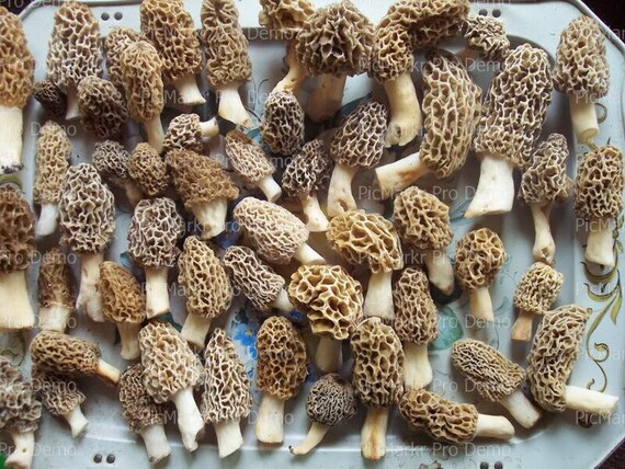 Morel Mushrooms Edible 2D Icing Sheet Birthday Cake/cupcake - Etsy