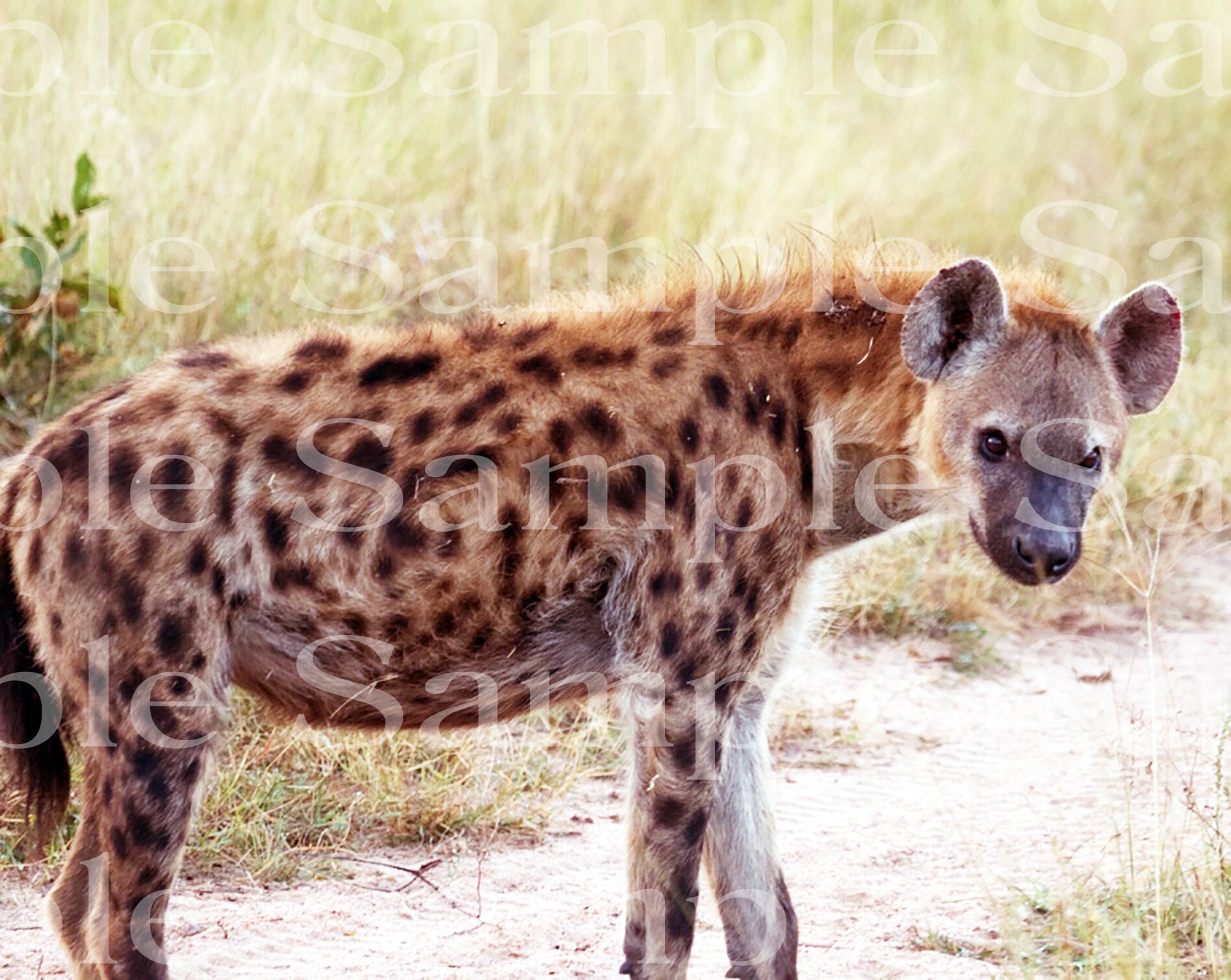 Hyena Jungle Safari Birthday ~ Edible 2D Fondant Birthday Cake/Cupcake ...