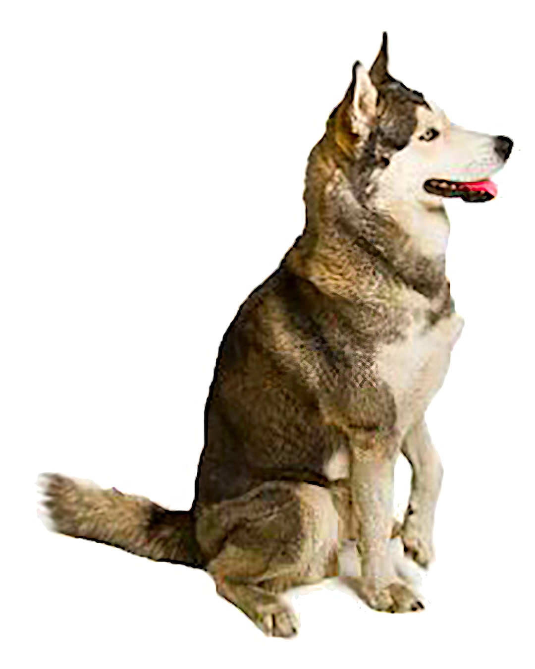 Siberian Husky Dog Birthday ~ Edible 2D Fondant Birthday Cake/cupcake ...