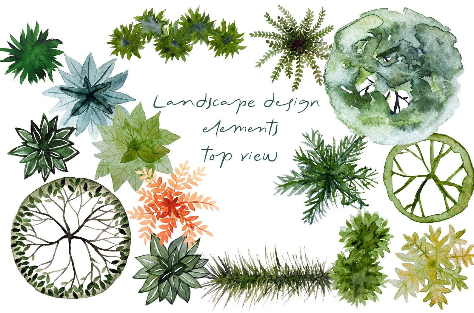 Landscape Design Plan Elements, Trees Shrubs Bushes Grass Watercolor ...