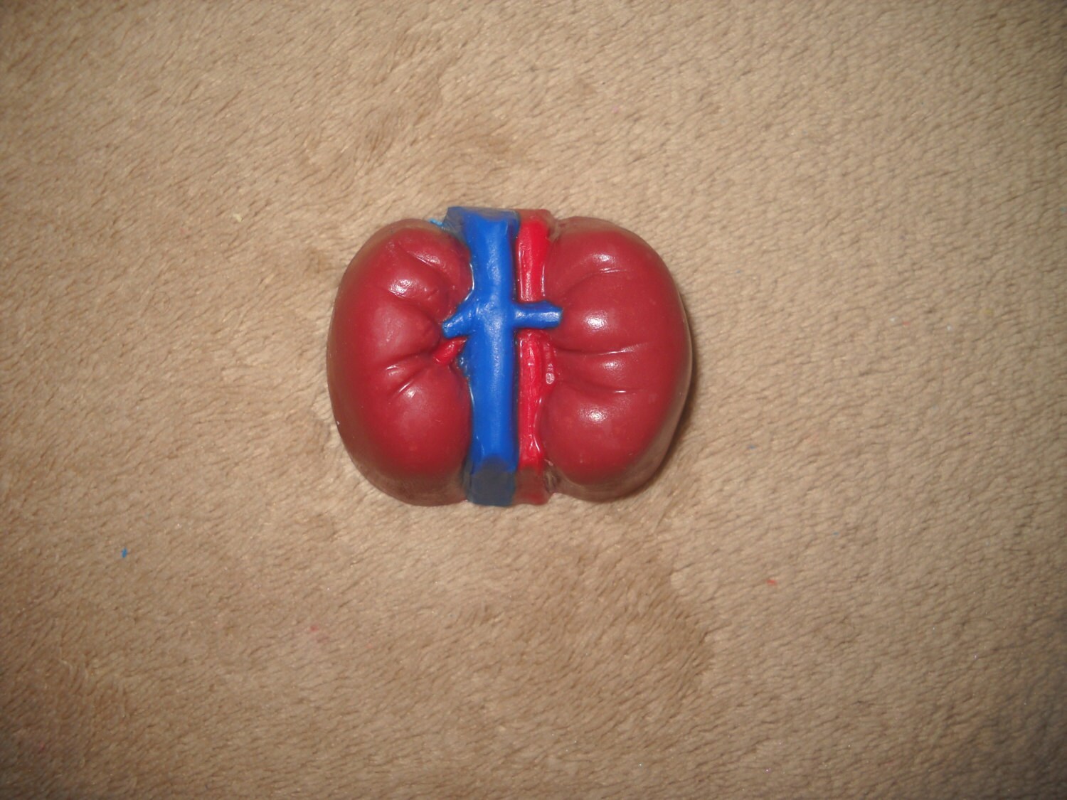 Kidney Renal Urinary and Endocrine System H165 Chocolate Candy - Etsy