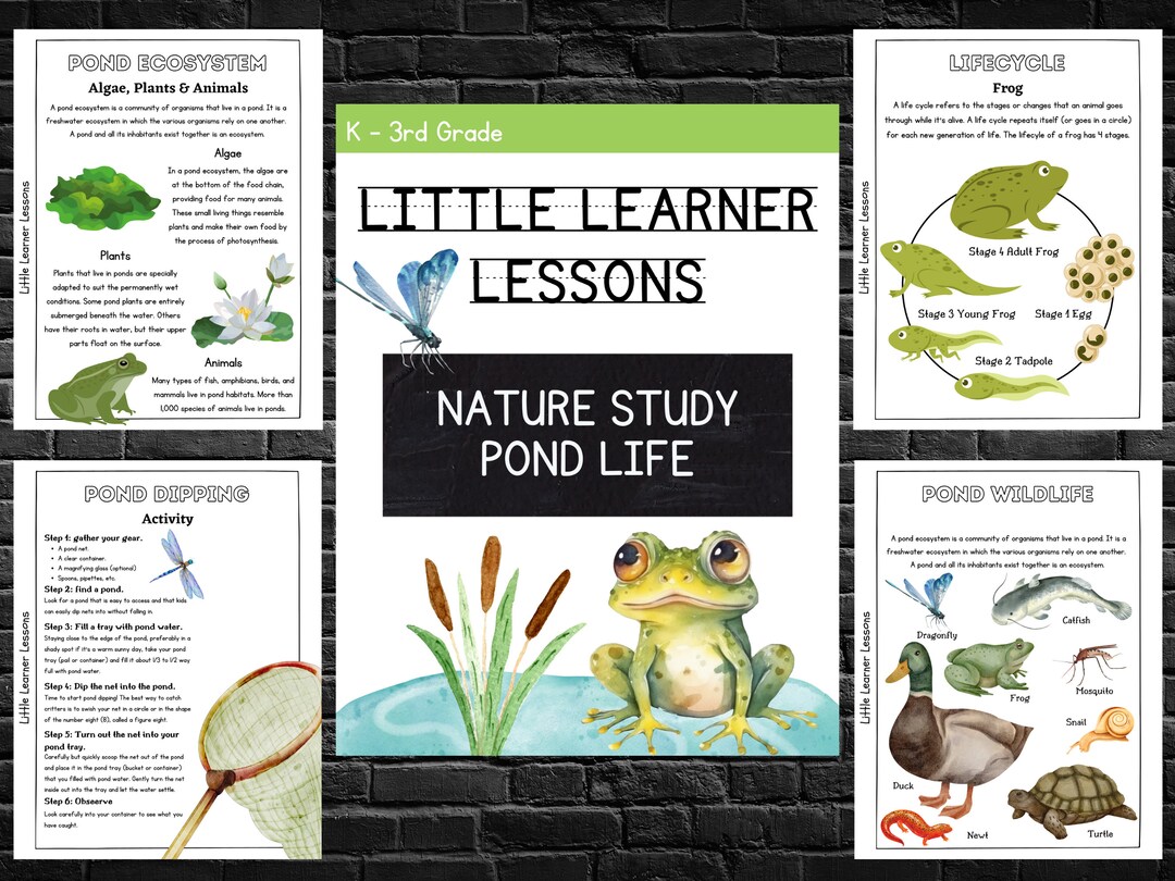 Printable Pond Life Worksheets for Kids | Nature Study Fun - Etsy