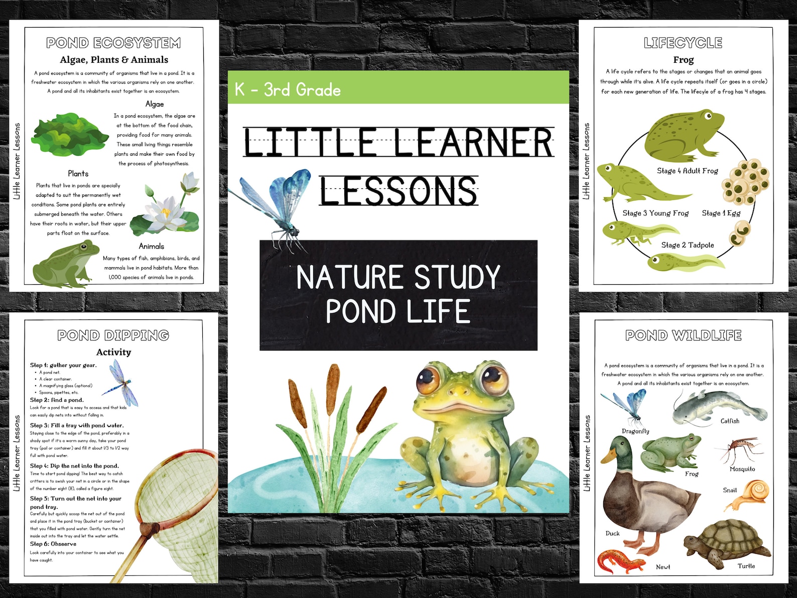 Printable Pond Life Worksheets for Kids | Nature Study Fun - Etsy