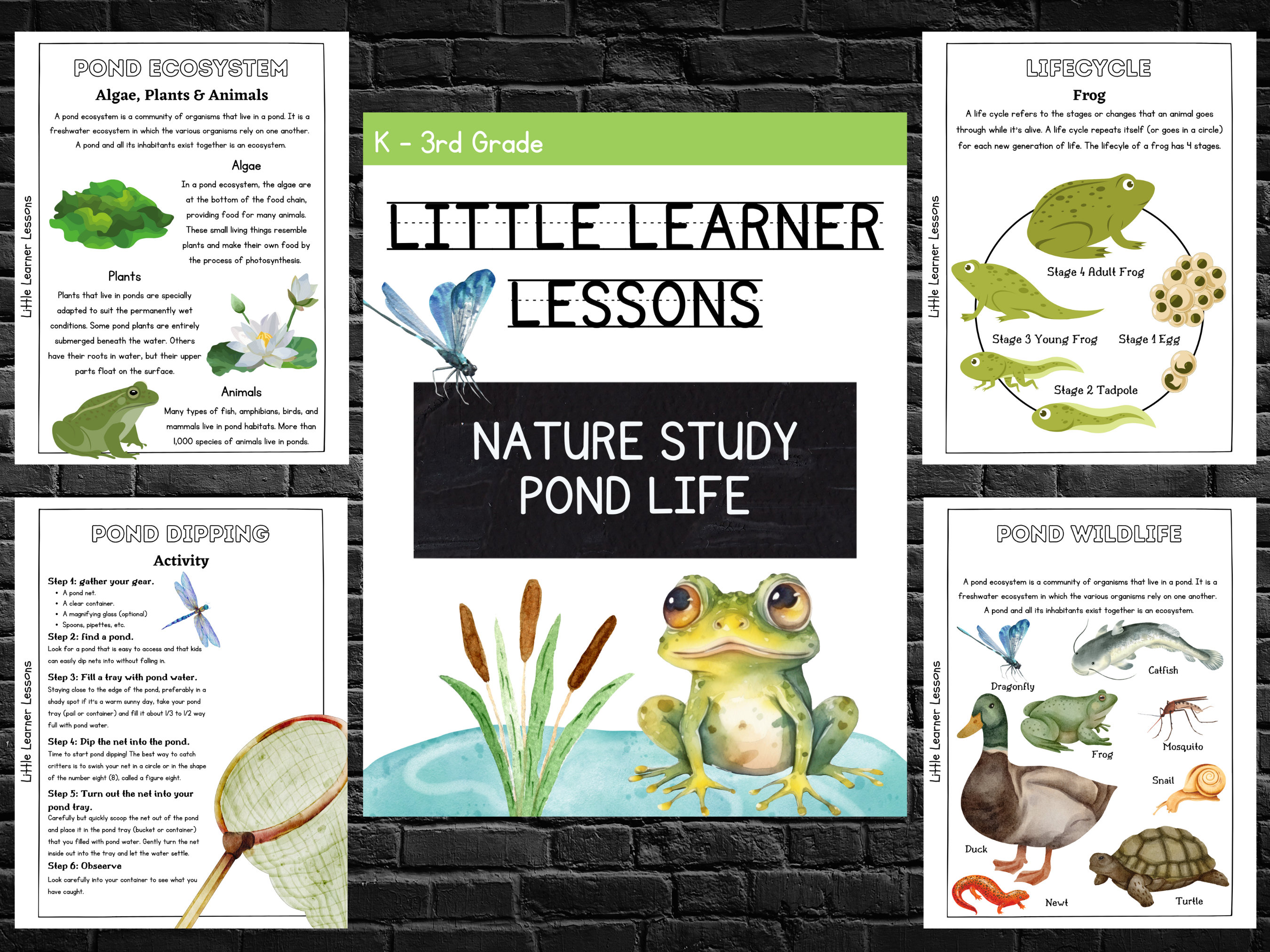Printable Pond Life Worksheets - Etsy