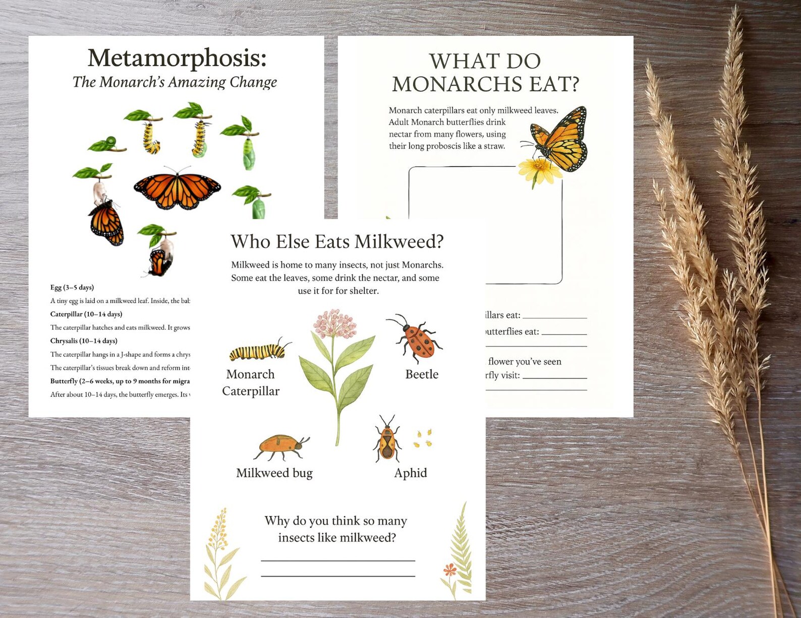 Monarch Butterfly Unit Study Printable | Homeschool Science Worksheets ...