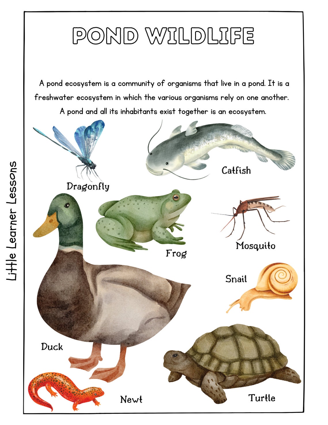 Printable Pond Life Worksheets for Kids | Nature Study Fun - Etsy