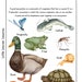 Printable Pond Life Worksheets for Kids | Nature Study Fun - Etsy