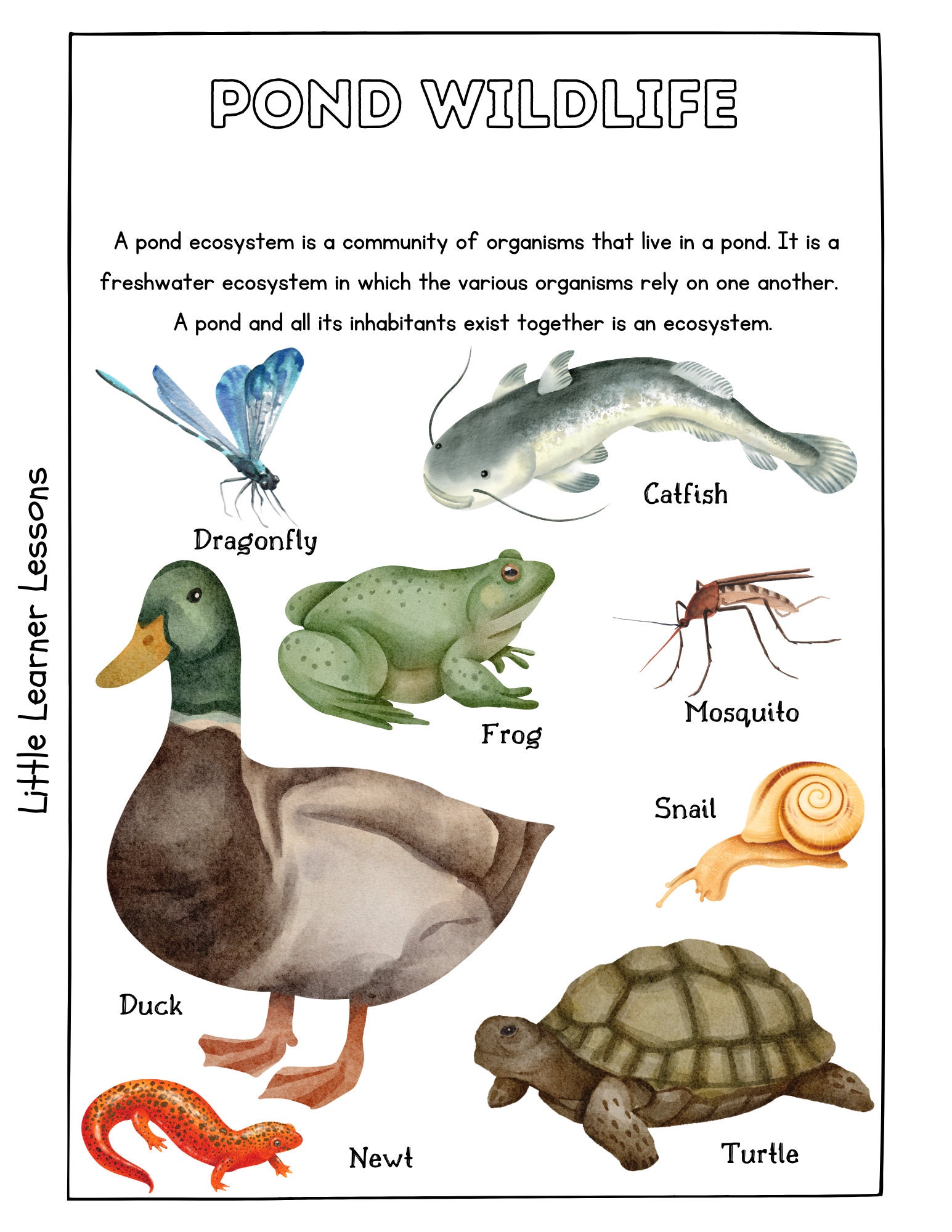 Printable Pond Life Worksheets - Etsy