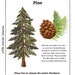 Printable Coniferous Tree Nature Study Worksheets - Etsy