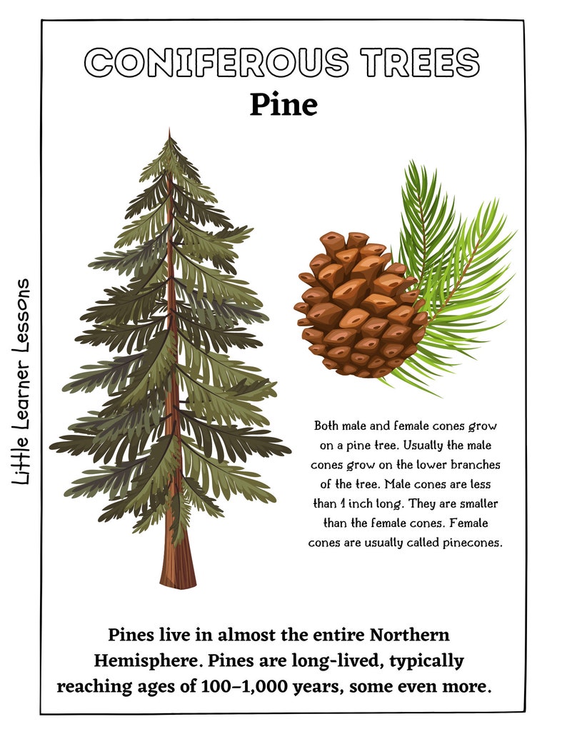 Printable Coniferous Tree Nature Study Worksheets - Etsy