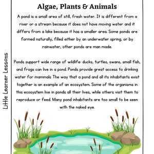 Printable Pond Life Worksheets for Kids | Nature Study Fun - Etsy