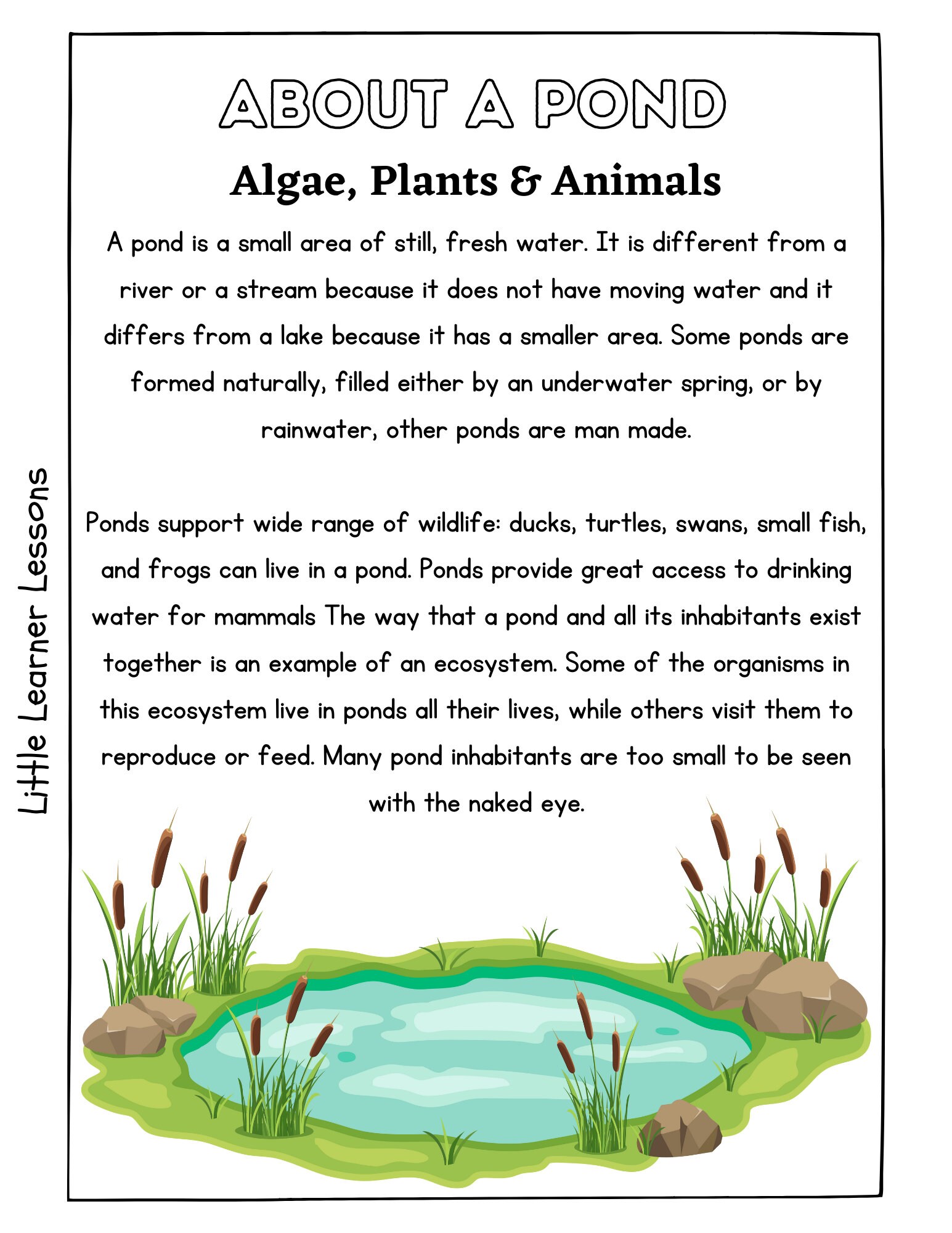 Printable Pond Life Worksheets - Etsy