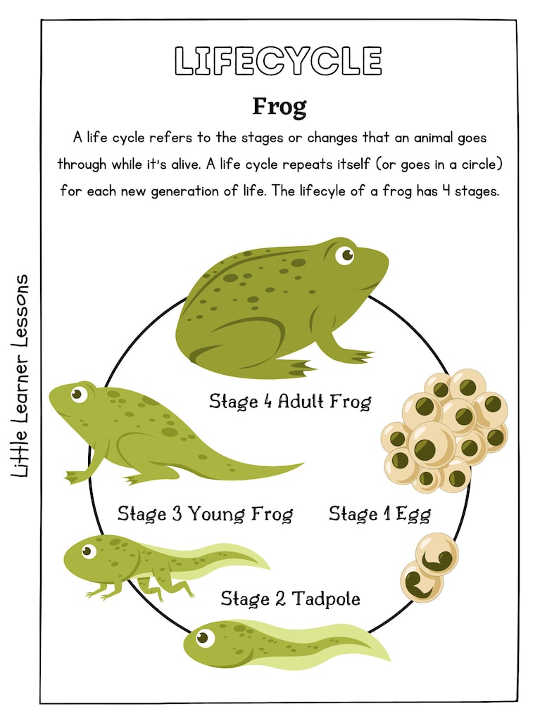 Printable Pond Life Worksheets for Kids | Nature Study Fun - Etsy