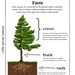 Printable Coniferous Tree Nature Study Worksheets - Etsy