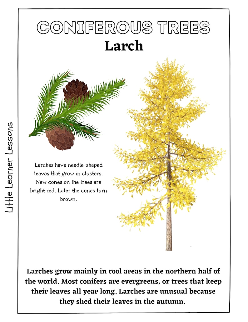 Printable Coniferous Tree Nature Study Worksheets - Etsy