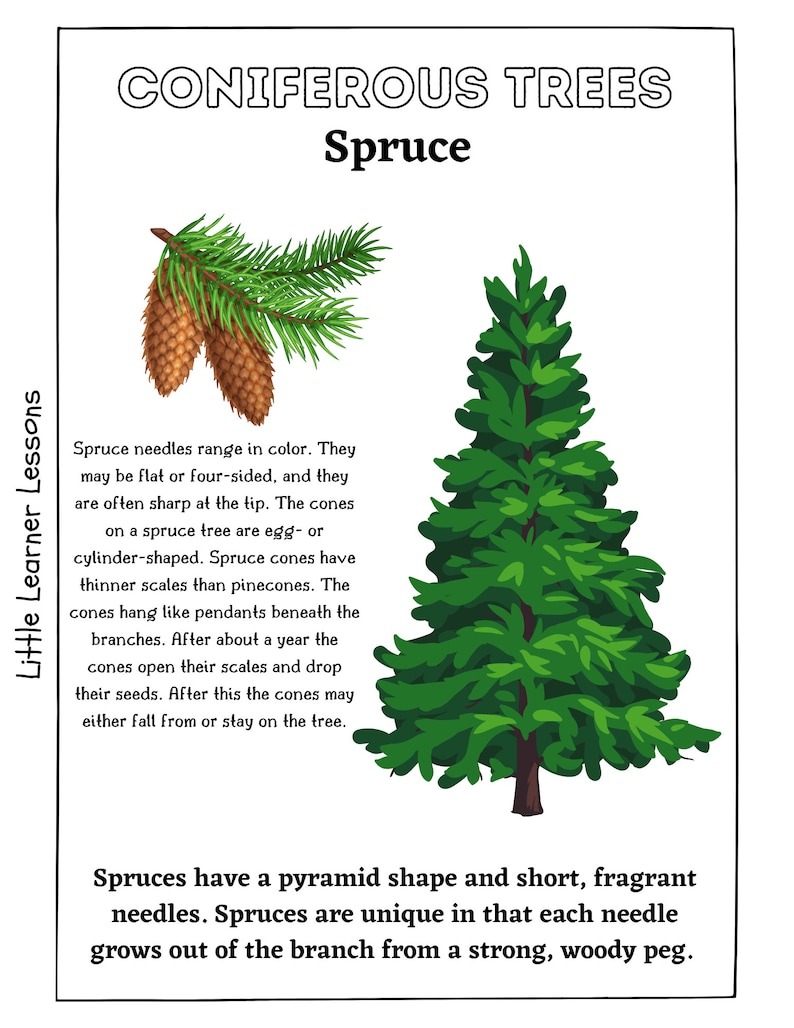 Printable Coniferous Tree Nature Study Worksheets - Etsy