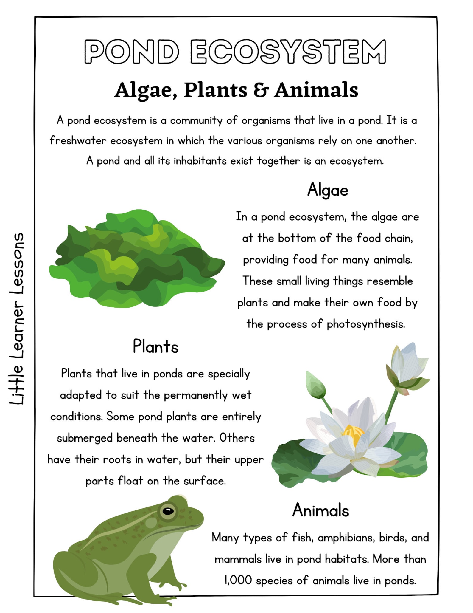 Printable Pond Life Worksheets for Kids | Nature Study Fun - Etsy