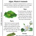 Printable Pond Life Worksheets for Kids | Nature Study Fun - Etsy
