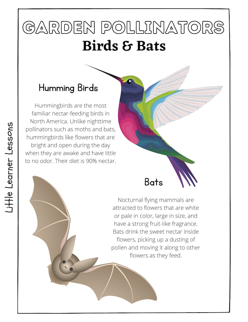 Printable Pollinator Nature Study Worksheets - Etsy