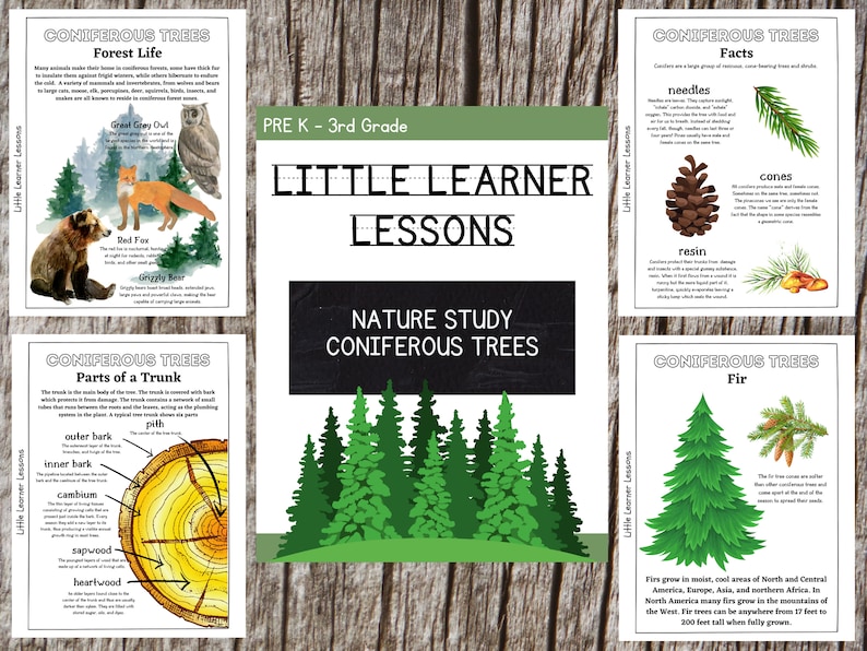 Printable Coniferous Tree Nature Study Worksheets - Etsy